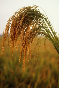 rice – Biofortified