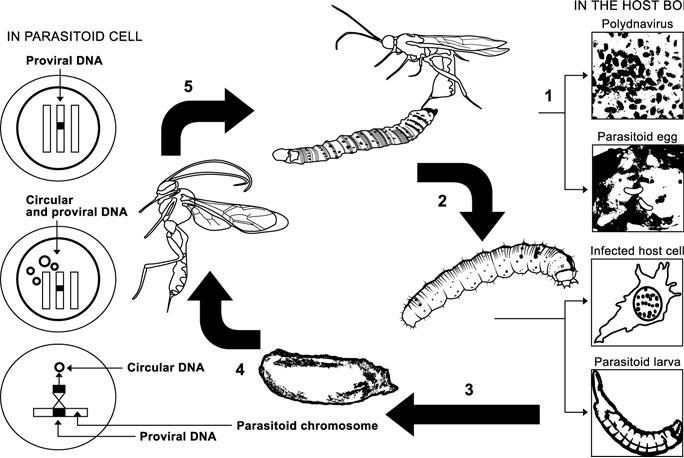 Polydnavirus Life Cycle – Biofortified