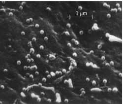sem virus – Biofortified