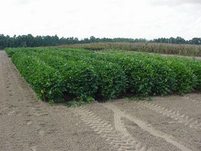 Soybean_plot – Biofortified