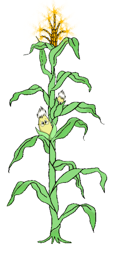 corn-meter-pollen – Biofortified