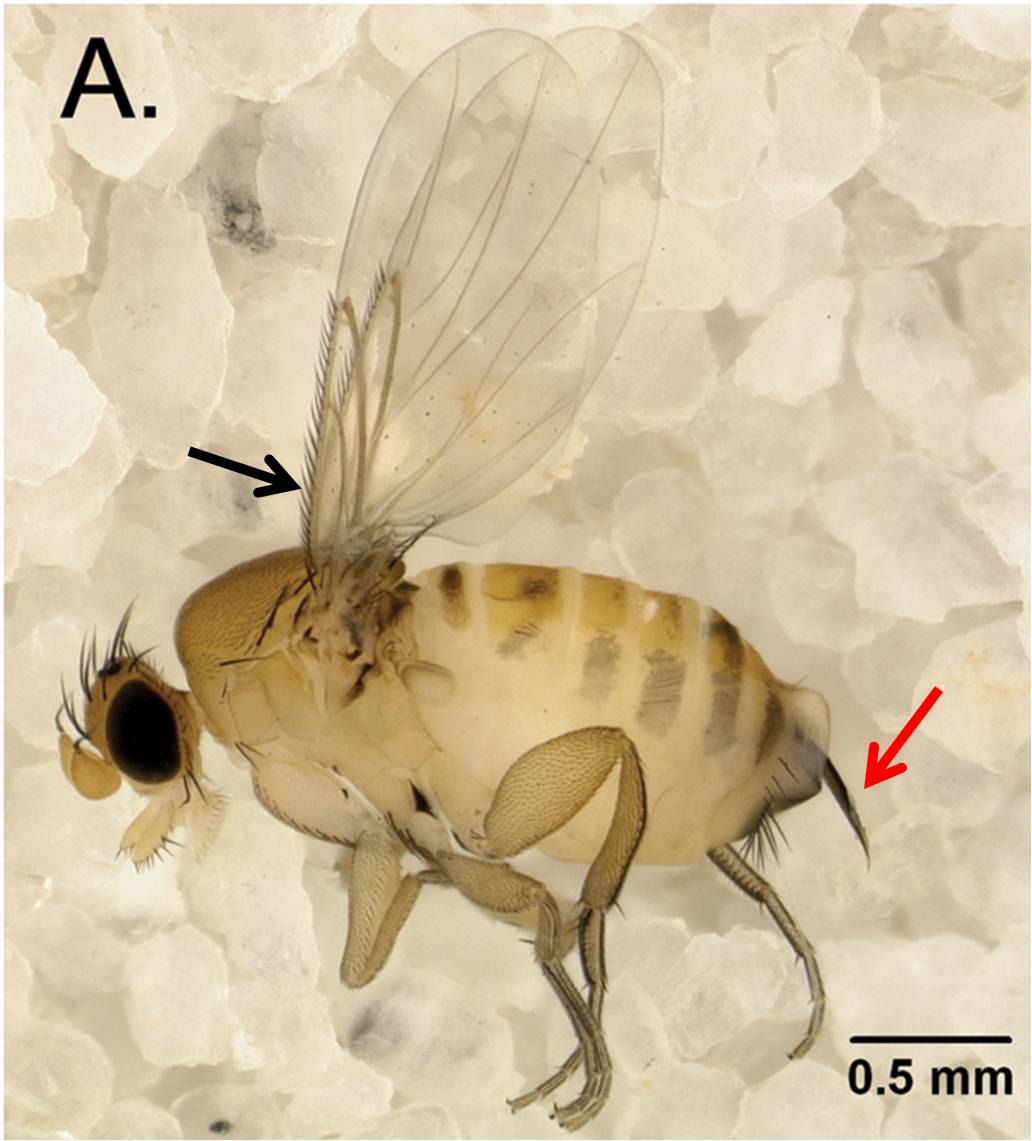 Phorid 1 labeled – Biofortified