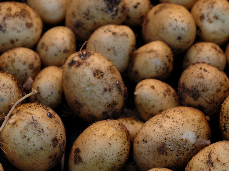 dirty potatoes – Biofortified
