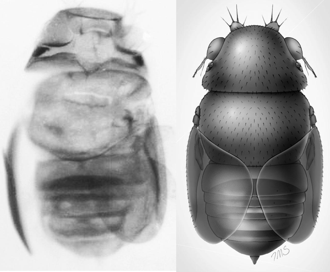 The world’s smallest fly is a Phorid! – Biofortified