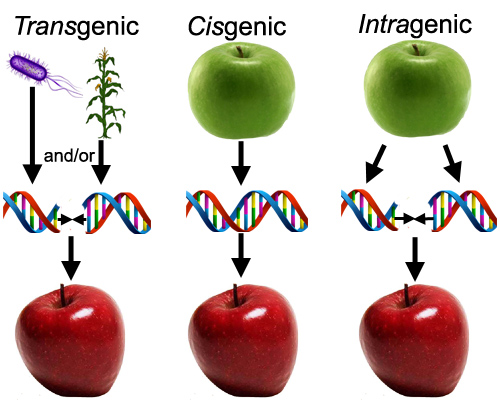 Cisgenesis: new dawn on food production? – Biofortified