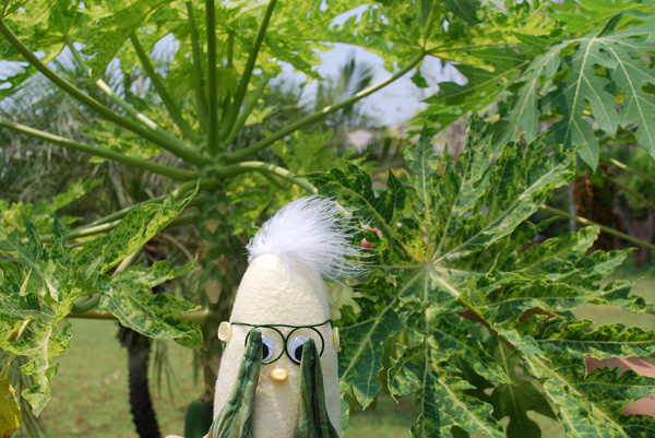 infected-papaya – Biofortified