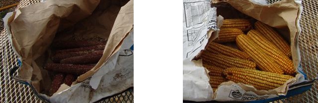 Corn-bags – Biofortified