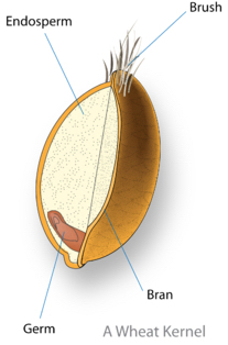 Wheat-kernel_diagram – Biofortified